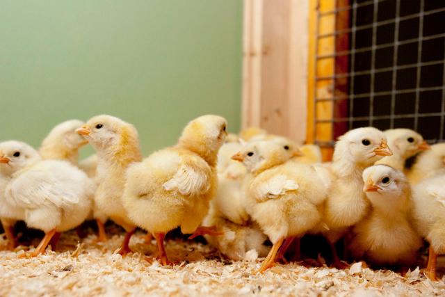 Frokostmøte 23. november: Dyra skal ha det bra. Tar vi dyrehelse på ...